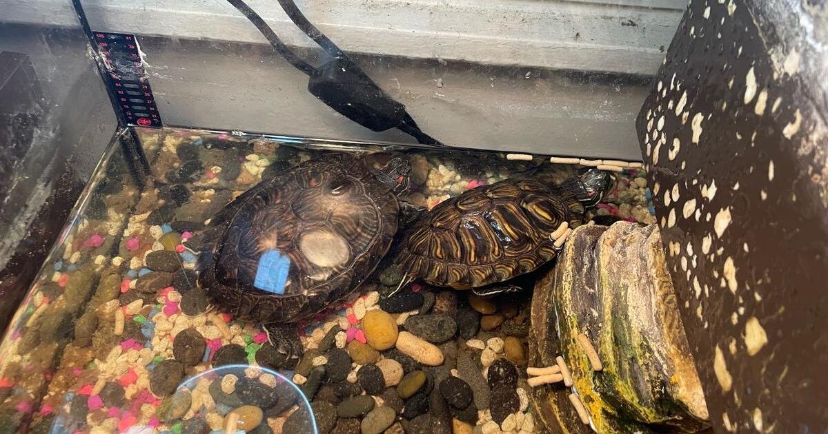 Red ear sliders for $75 in Chesterfield, MI | For Sale & Free — Nextdoor