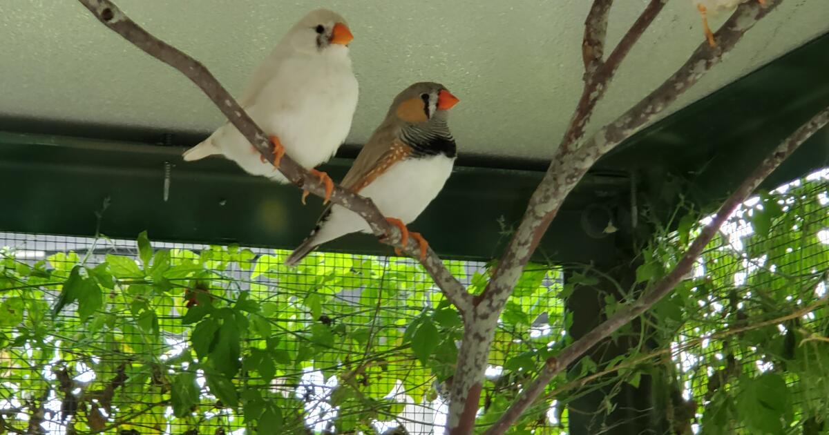 Looking for a good home for Australian, Finches. Great for kids to ...