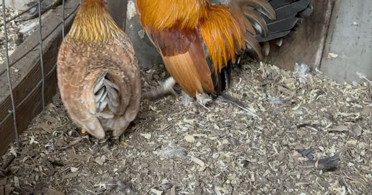 Miniature chickens (aztec bantams) for Free in Royal Oaks, CA | For ...