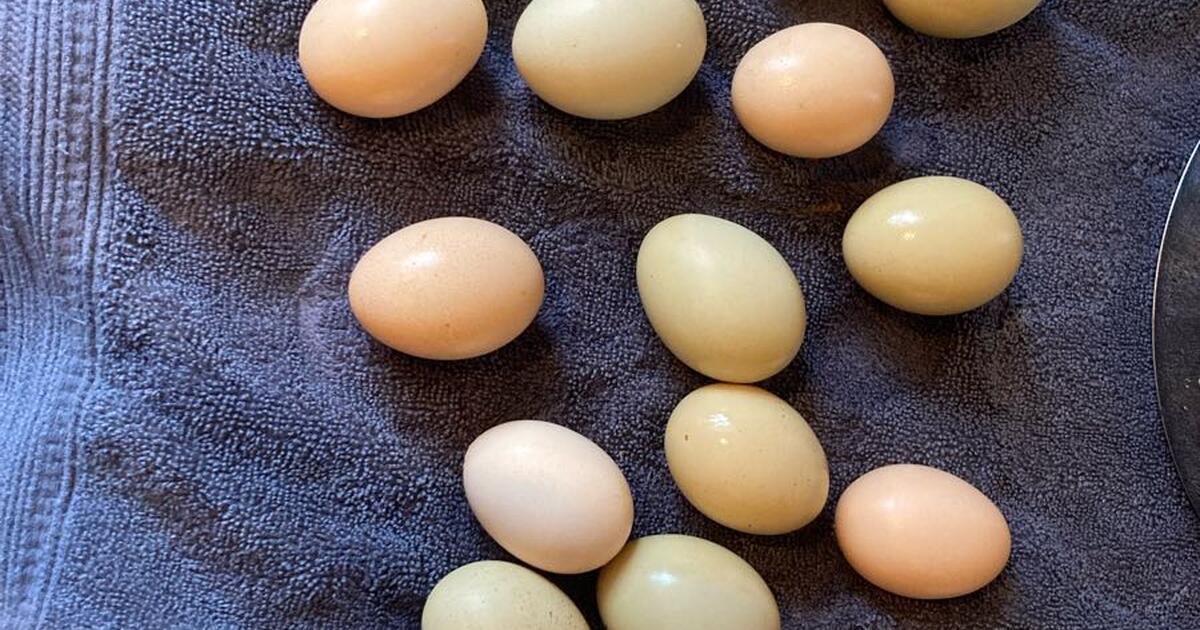 Farm fresh eggs for $4 in Locust Grove, VA | For Sale & Free — Nextdoor