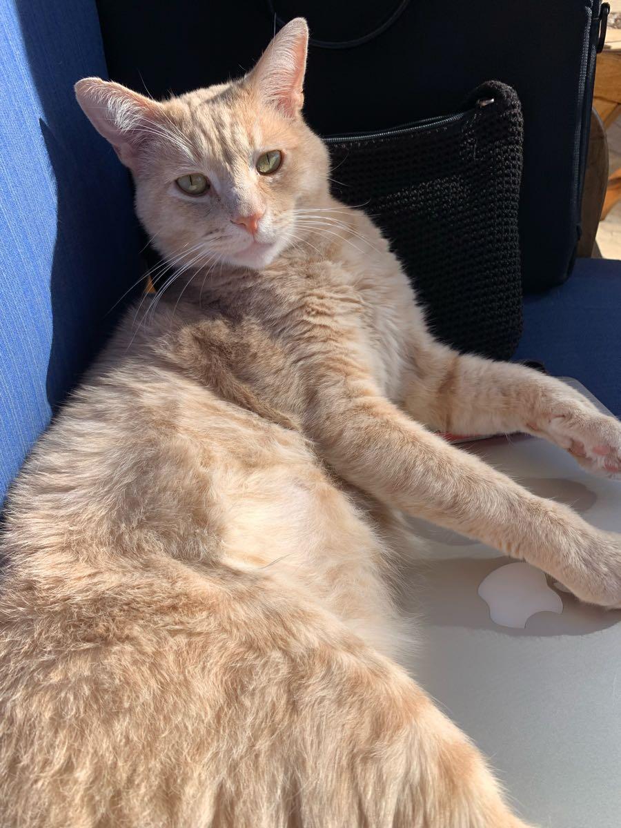 Buff Tabby Biscuit for Free in Santa Barbara, CA | For Sale & Free ...