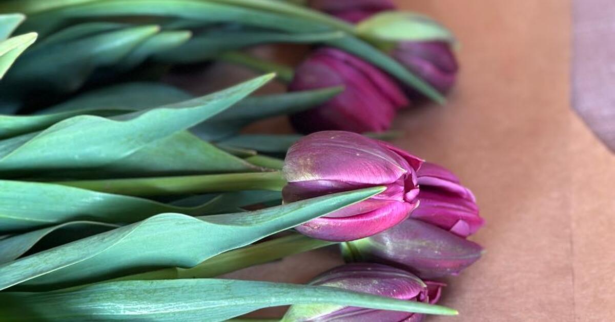 Tulip bouquet for $15 in Bernville, PA | For Sale & Free — Nextdoor