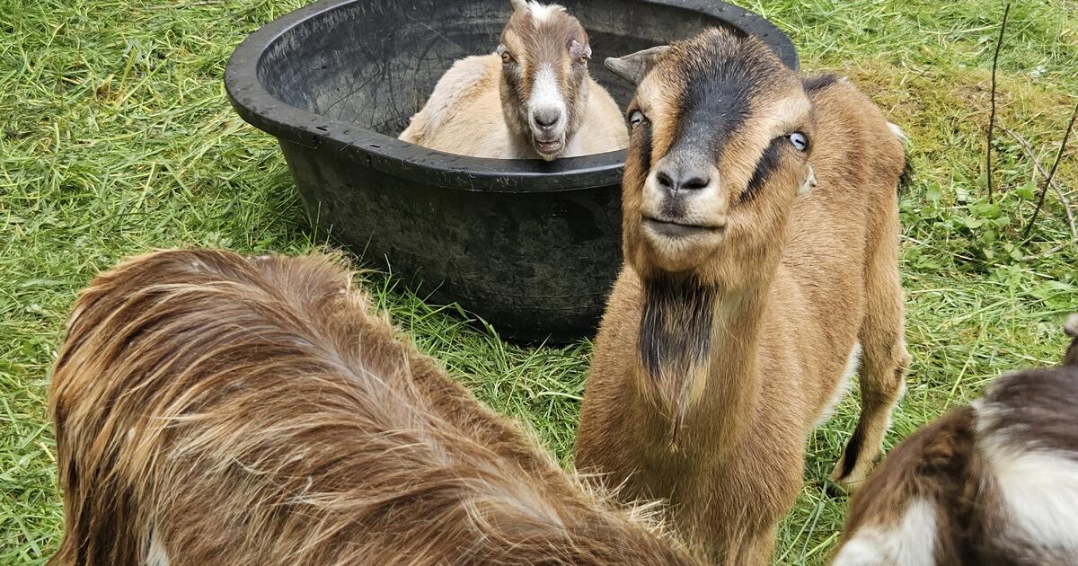 Bad Goats LLC DBA Rent a Ruminant for Free in Normandy Park, WA | For ...