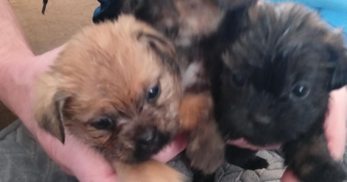 Miniature Pinscher and Shih Tzu puppies for $500 in Duluth, MN | Finds ...