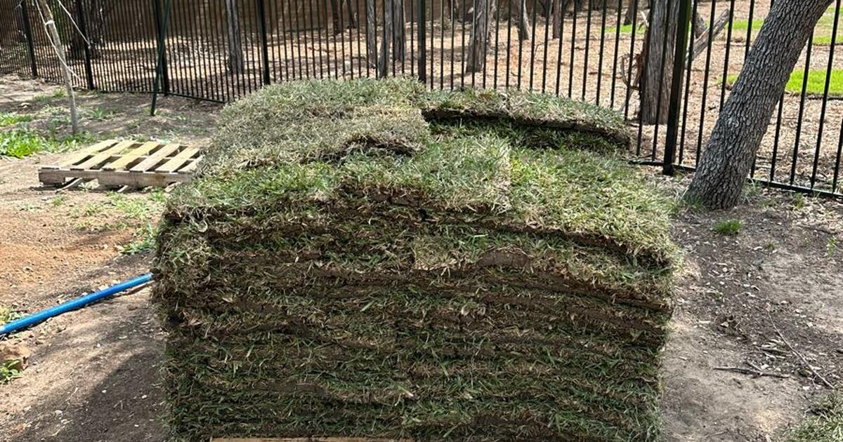 3/4 pallet St Augustine Texas Native sod for Free in Austin, TX | For ...