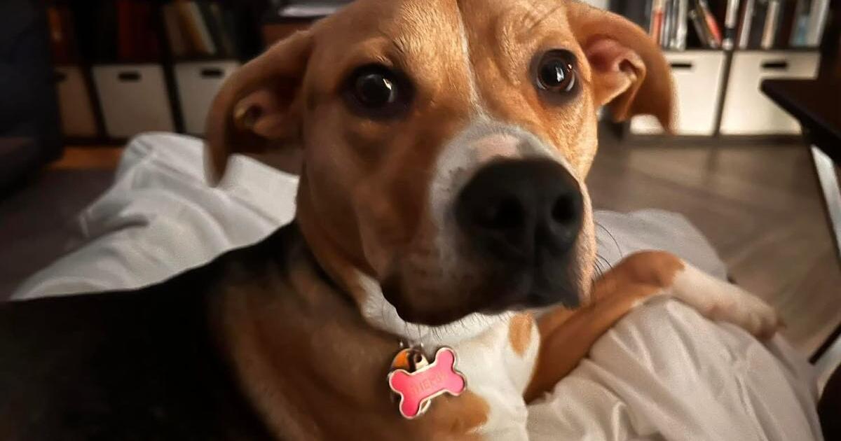 3-year-old female boxer mix needs a home for Free in Trophy Club, TX ...