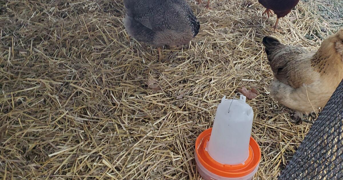 Giving Away 7 Hens for Free in Niles, IL | For Sale & Free — Nextdoor