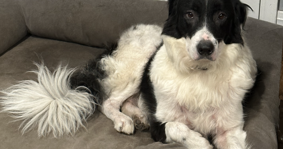 Male Bossy Dog - Australian Shepard / Border Collie for Free in St ...