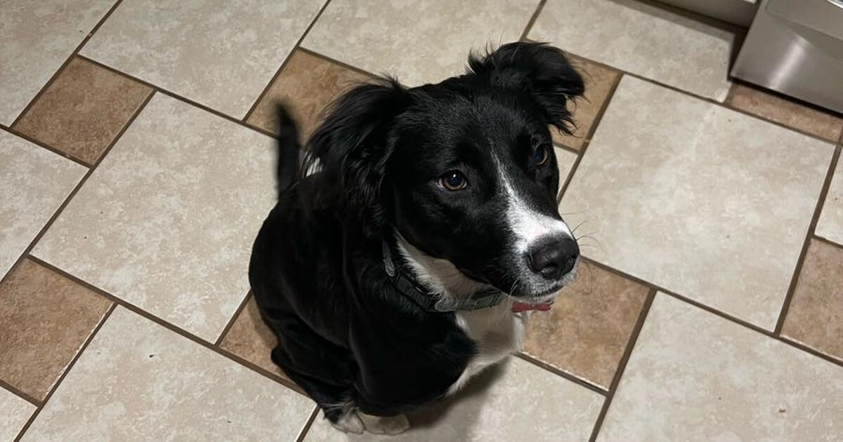 Perfect little cuddle puppy:) in Lafayette, CO | For Sale & Free — Nextdoor