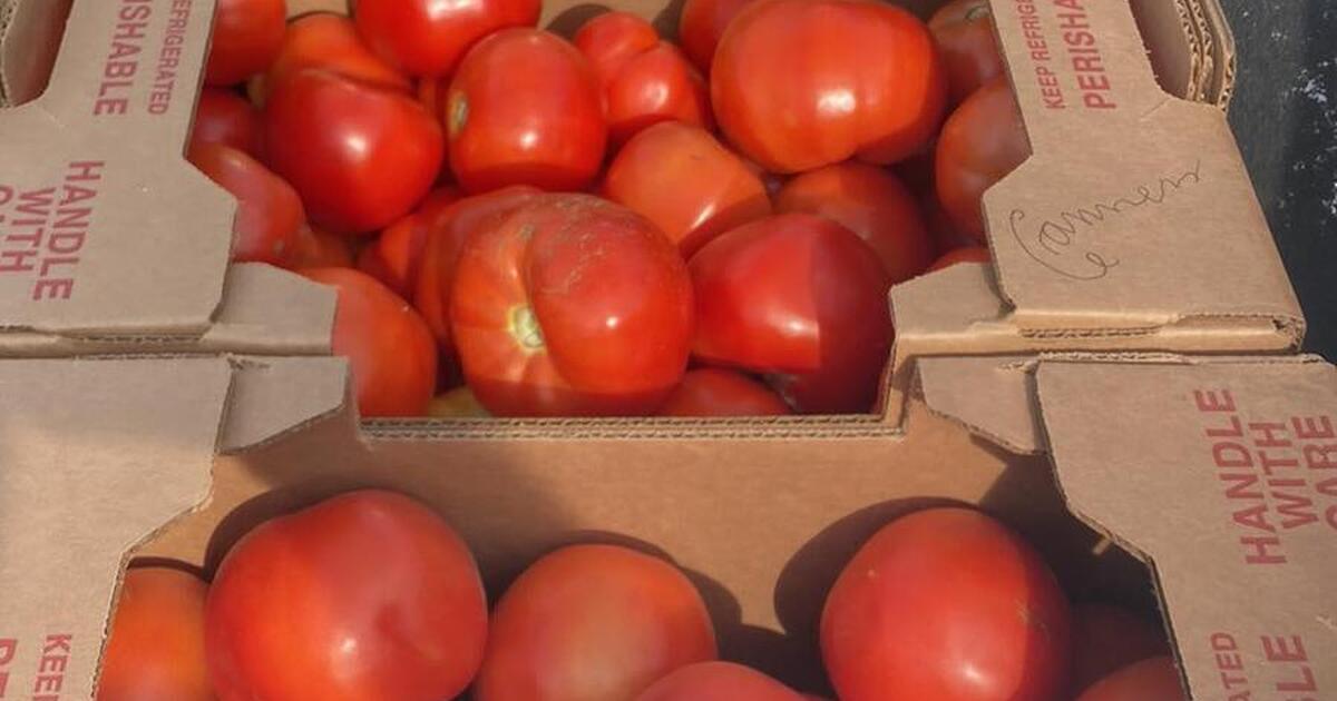 "Red Deuce" Farm Fresh Tomatoes for Canning $3 pound (order in advance ...