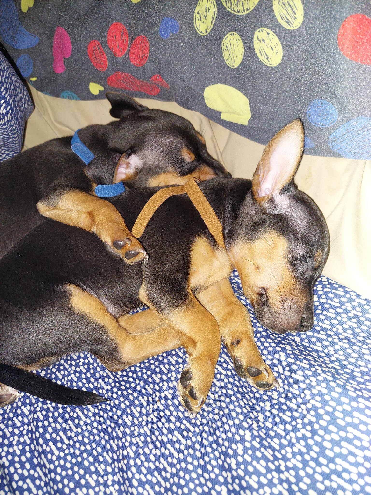 Pomeranian/ Miniature Pinscher Mix And Pure Breed Miniature Pinscher in ...