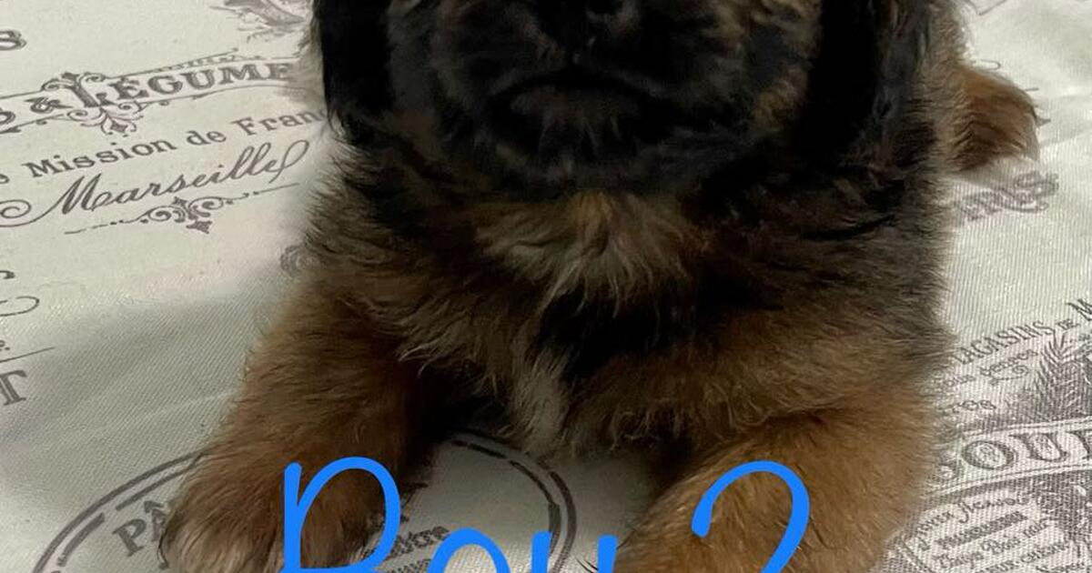 Papastzu Puppies Ready for their Furever home for $400 in Daytona Beach ...