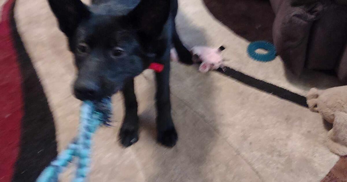 5 mo old female shep x malmute for $250 in Mandan, ND | For Sale & Free ...