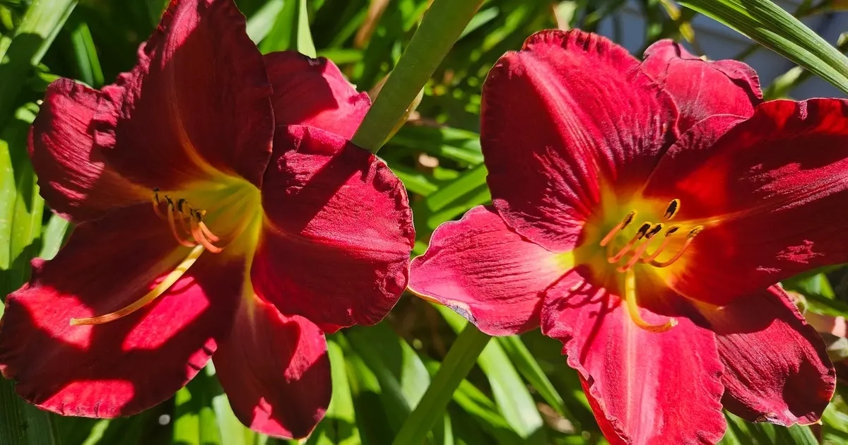 YES, AVAILABLE! EXTRA LARGE CLUMP OF BEAUTIFUL DEEP RED DAYLILY, GREAT ...