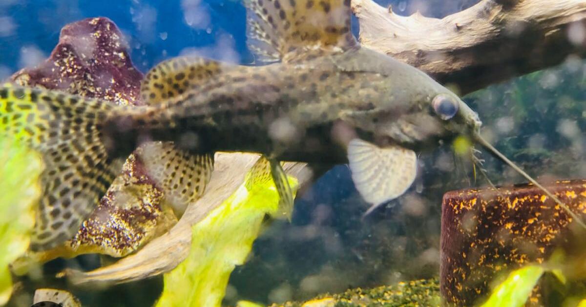 8 to 10 Inch Fish & 100 Gallon Aquarium for Free in Irvine, CA | For ...