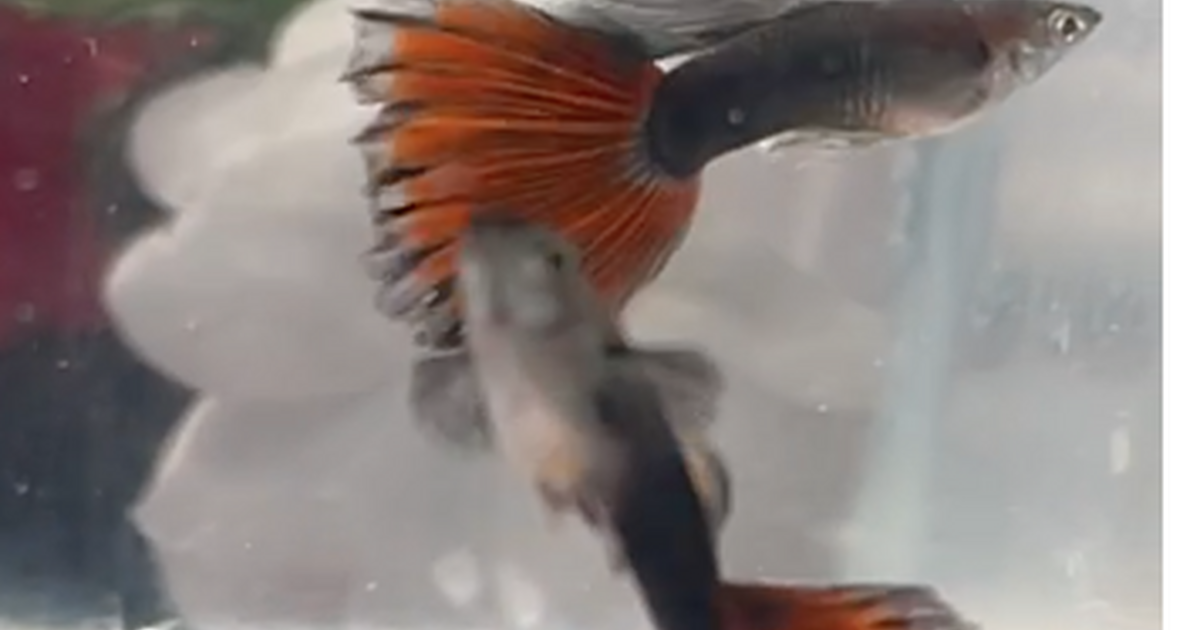 Guppies- German Half Black Red Delta Tail Long Dorsal fin for $6 in ...