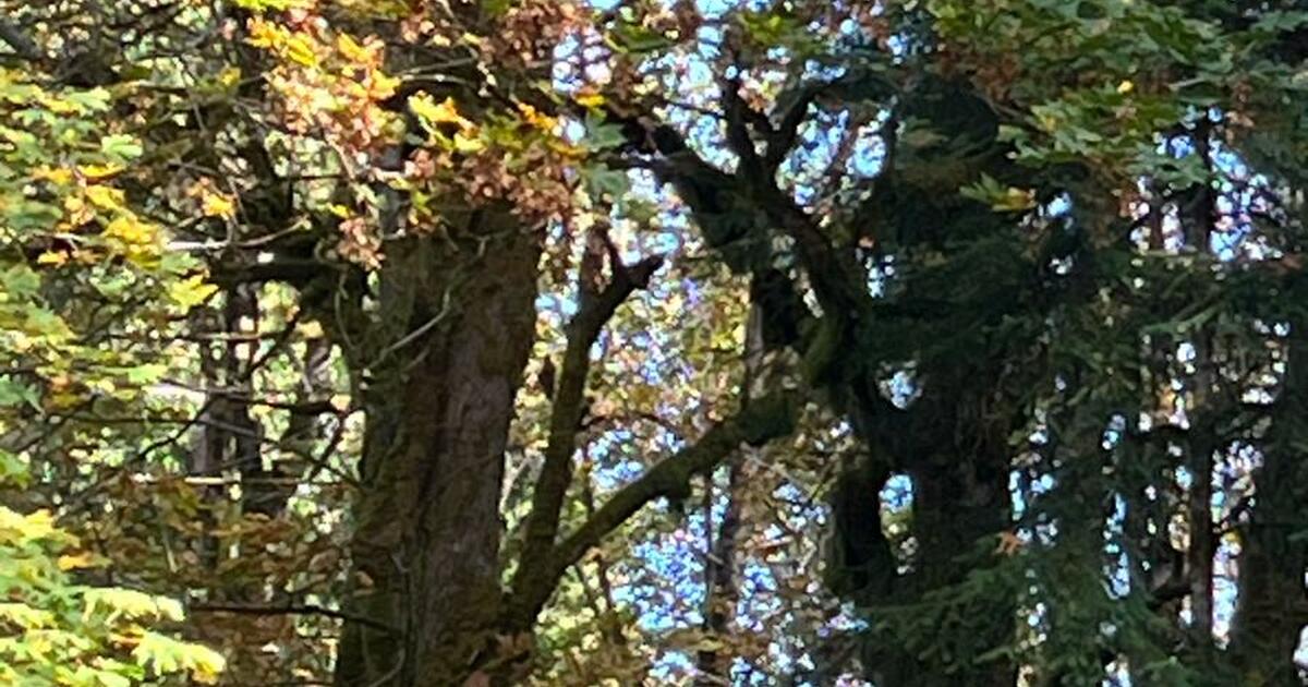 Leftover Lumber for $50 in Shelton, WA | For Sale & Free — Nextdoor