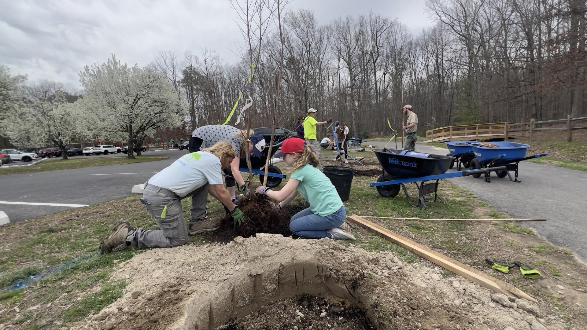 🌳Volunteers are planting the first 40 trees in a pilot program to ...
