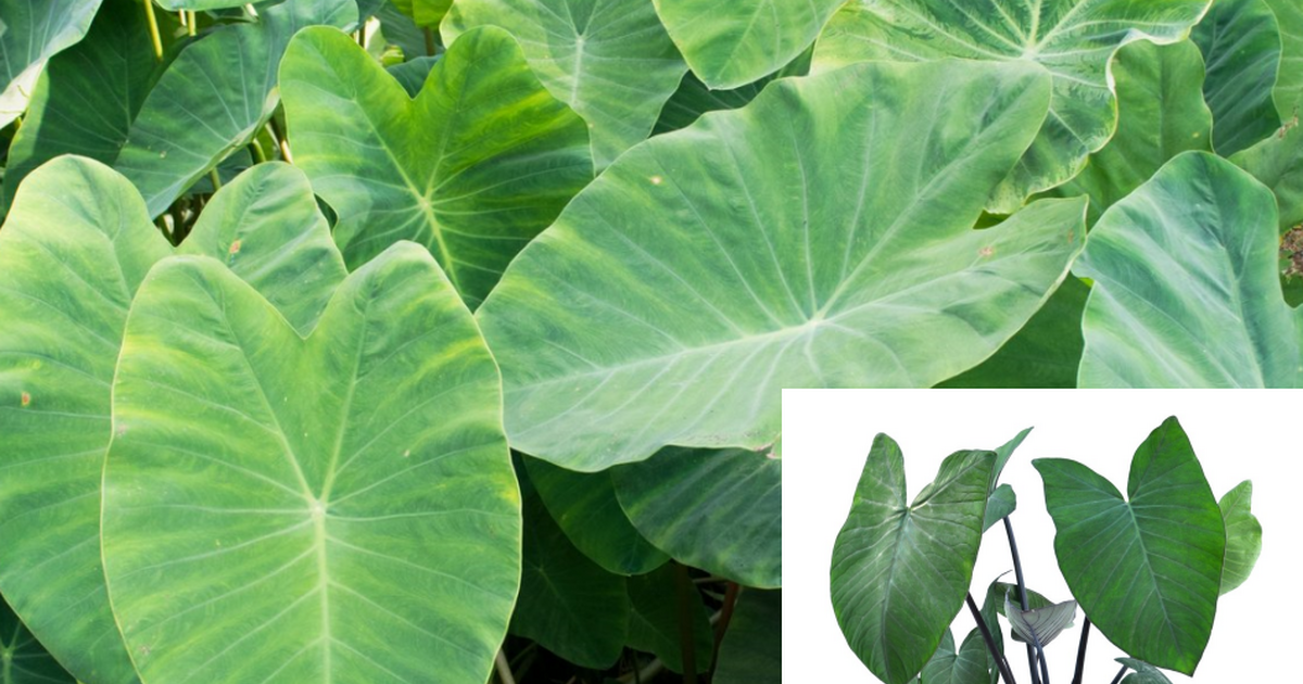 Taro eddo dasheen 1 Gallon Plant herbdaceous Plant arum Araceae ...