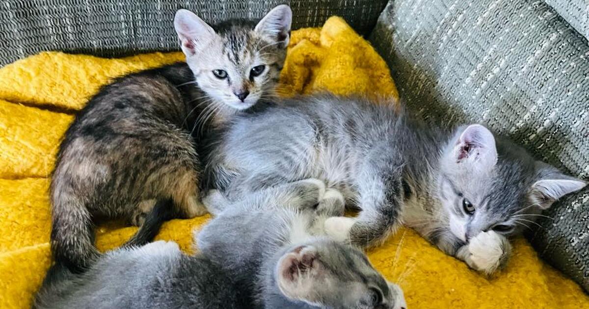 Kittens for Free in Naples, FL | Finds — Nextdoor