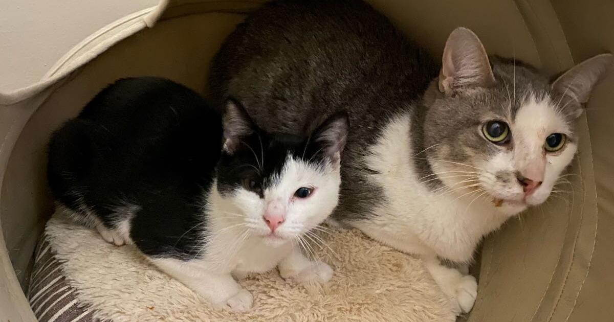 2 cats looking for their forever homes for Free in Pensacola, FL ...