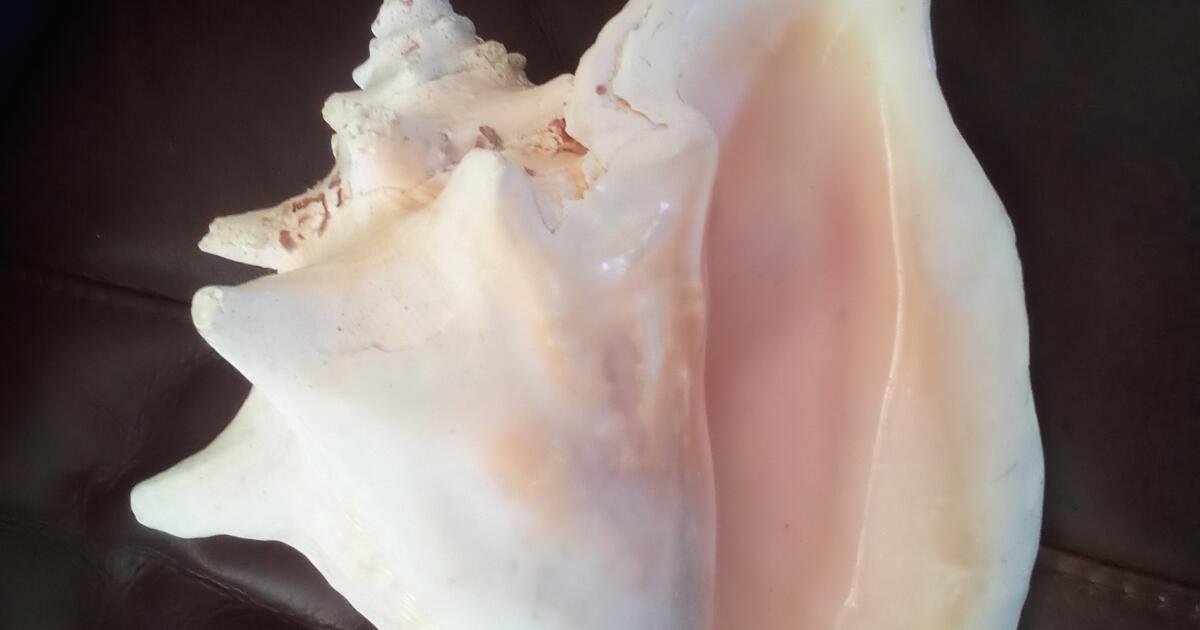 Bahamian large pink Queen Conch shell for $20 in Punta Gorda, FL | For ...