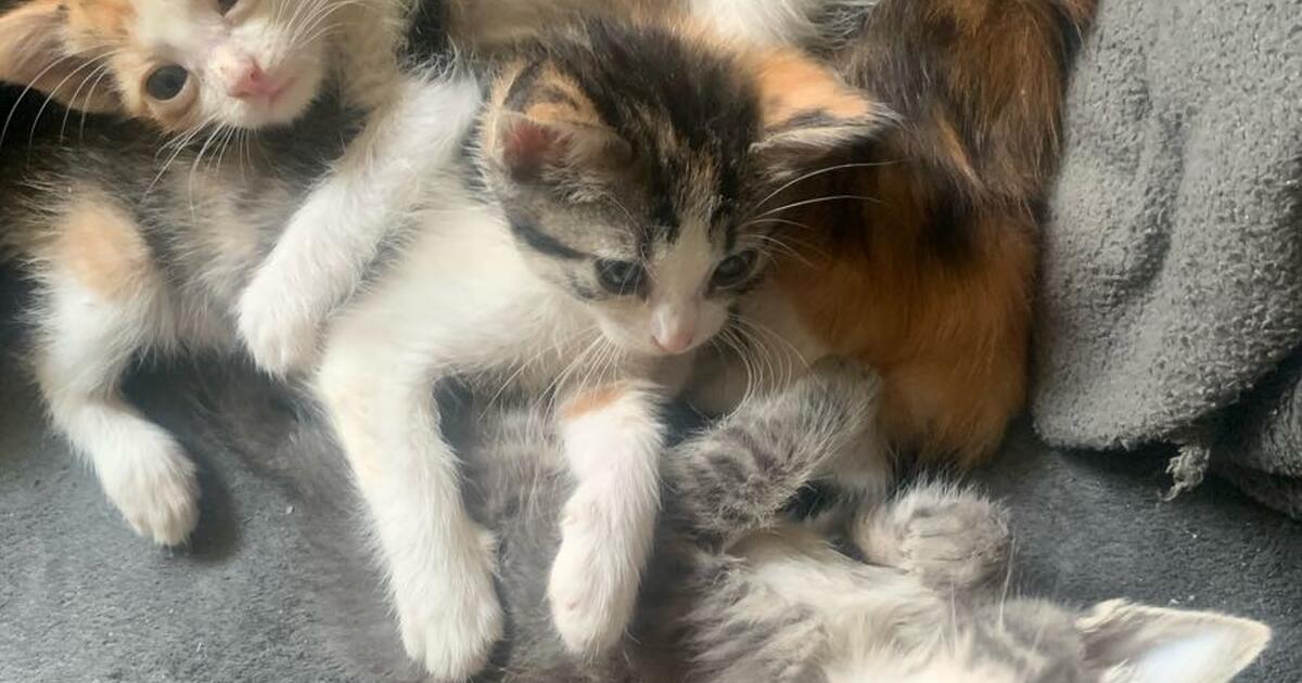 Giving away kittens for Free in Houston, TX | For Sale & Free — Nextdoor