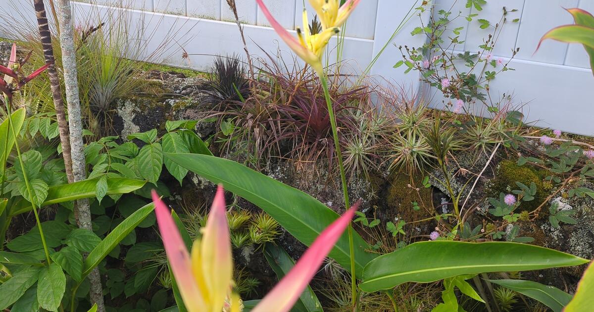 Miniature Heliconia Plant for $5 in Kailua, HI | For Sale & Free — Nextdoor