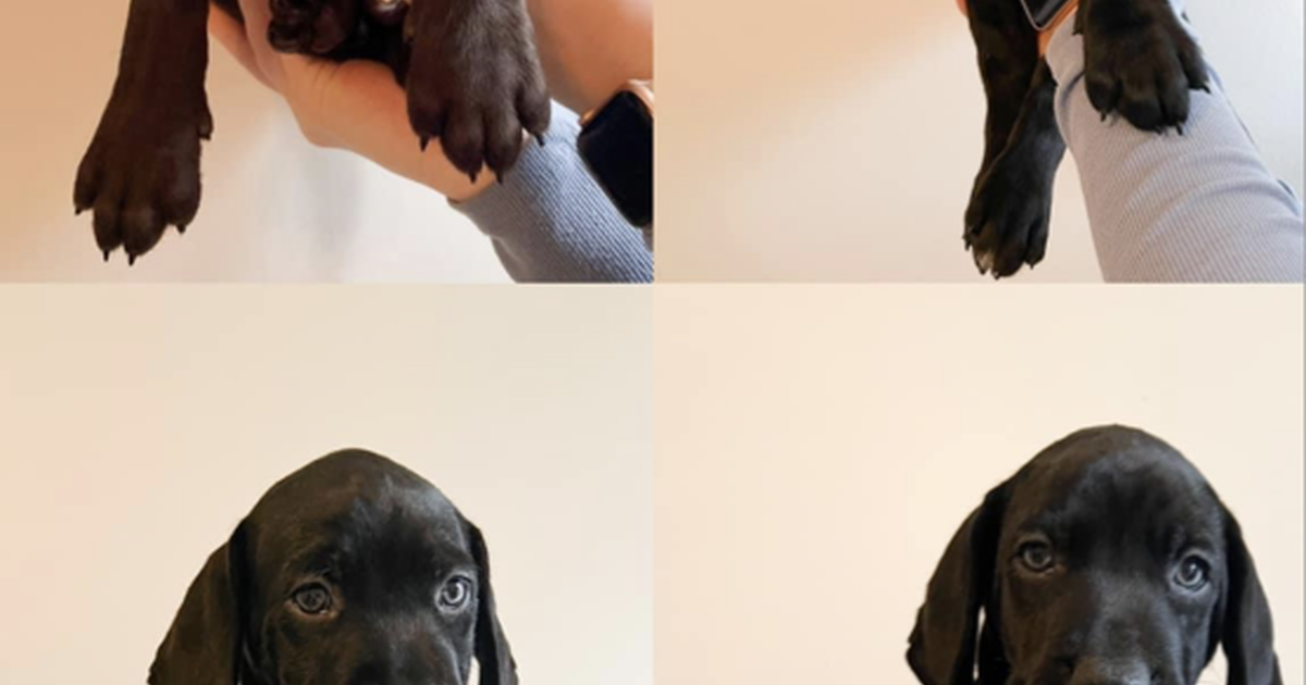 German short haired pointer/Catahoula leopard dog for $200 in Calera ...