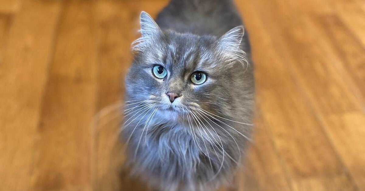 Rehoming Philly - Siberian/Maine Coon Cat for Free in Bend, OR | For ...