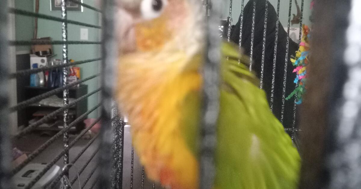 pineapple conure for $750 in Lakeview, AR | For Sale & Free — Nextdoor
