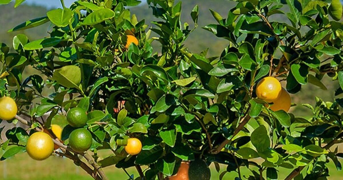 Any fruit trees for Free in Arvada, CO | For Sale & Free — Nextdoor