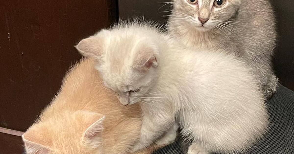 2 female kittens that need fur ever homes for Free in Stockton, CA ...
