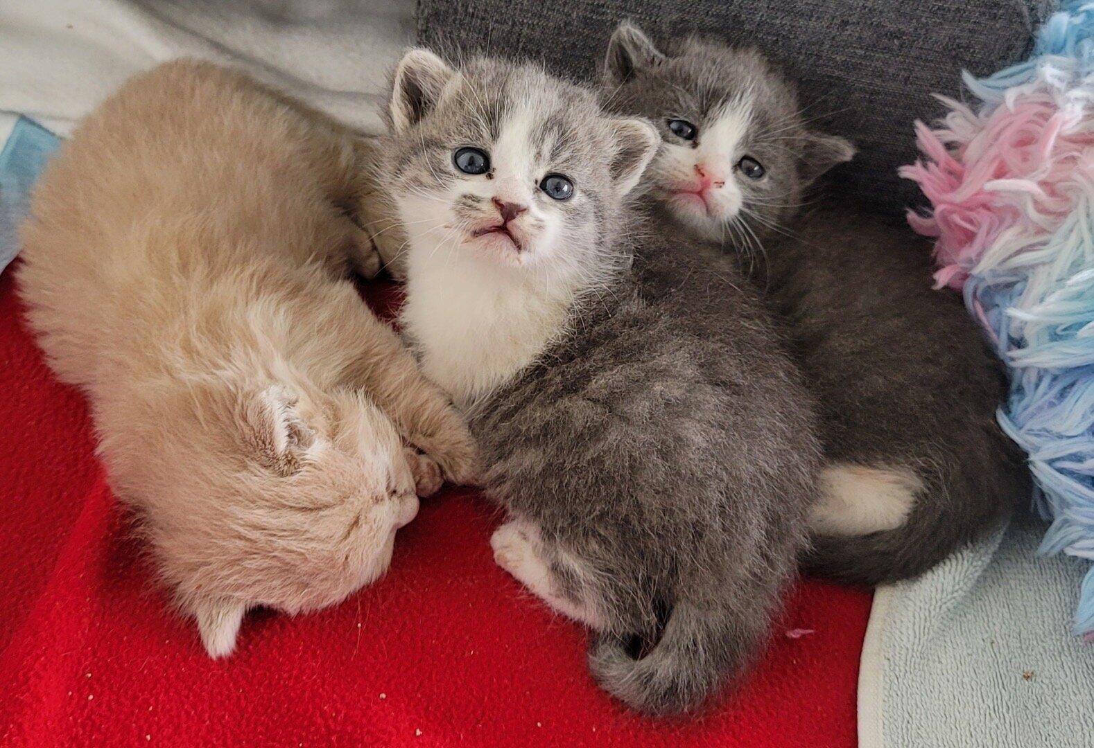 3 Beautiful Snuggly Tuxedo Kittens for Adoption in Manhattan Beach, CA ...