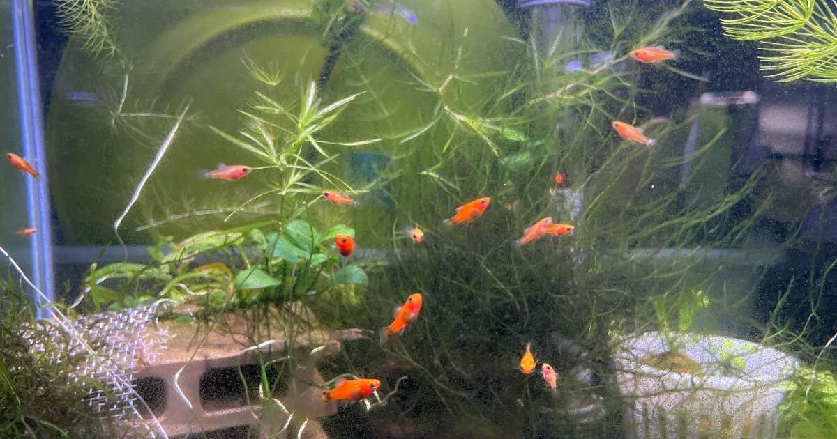 Red Mickey Mouse Platy Fry re-home for $1 in Spring, TX | For Sale ...