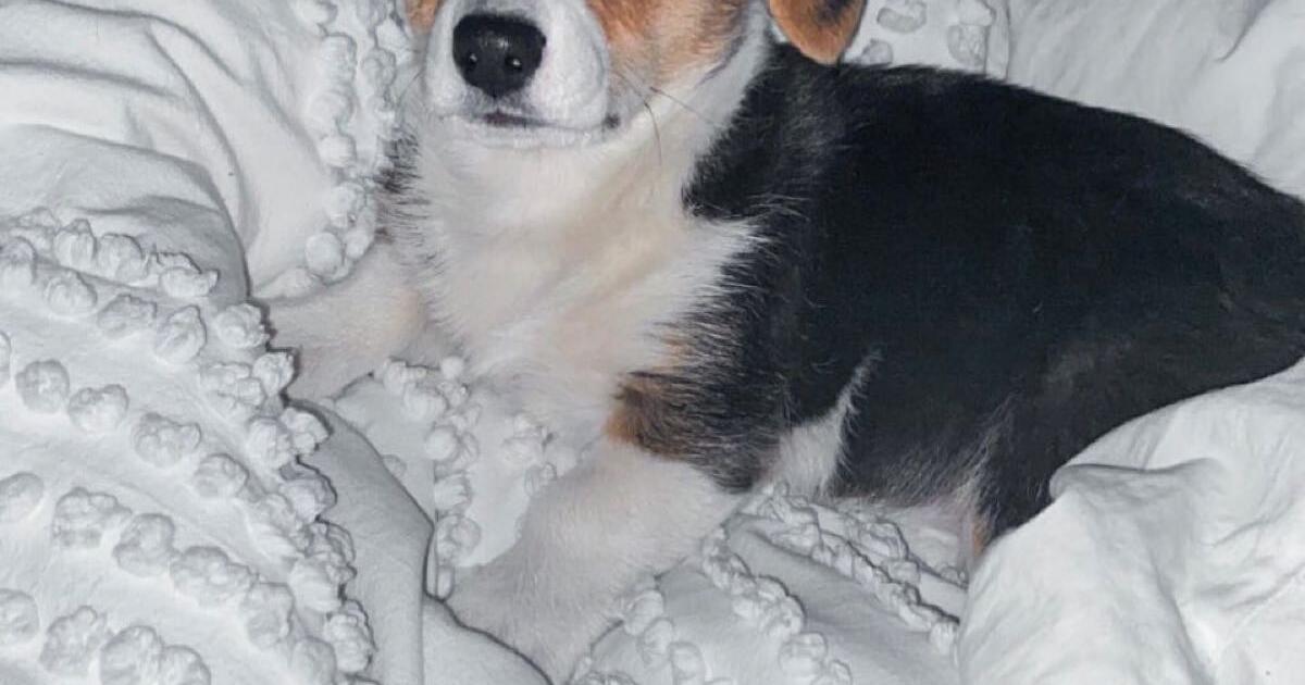 Healthy beautiful Corgi puppies in Kalamazoo, MI | For Sale & Free ...