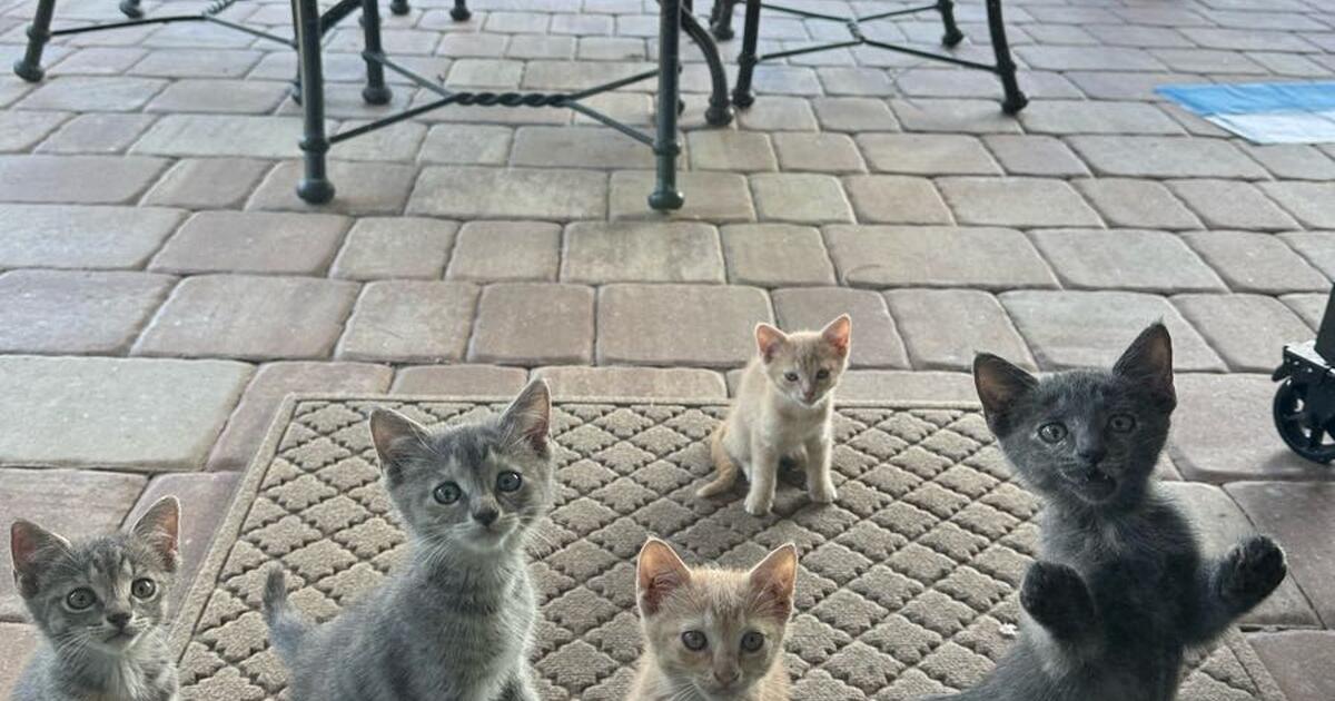 kittens for free for Free in Miami, FL | For Sale & Free — Nextdoor