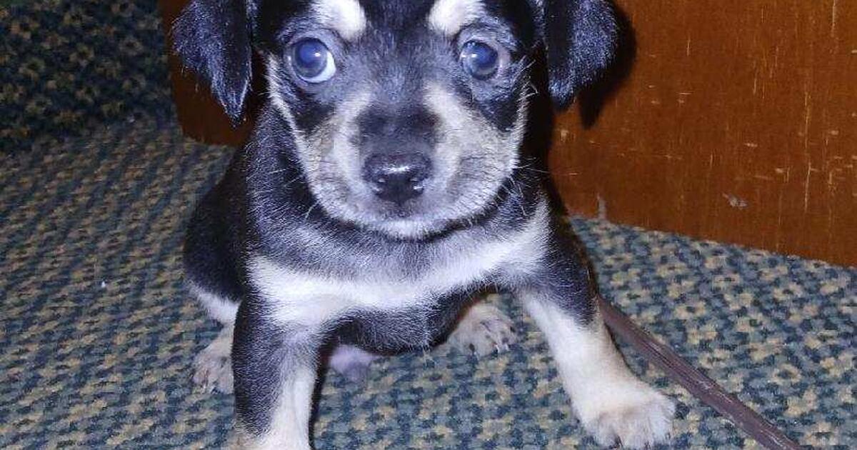 Tea cup puppies in East Wenatchee, WA | For Sale & Free — Nextdoor