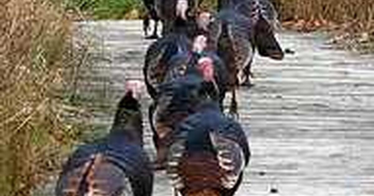 Do you have Too Many Turkeys on your Property or are they starting to ...