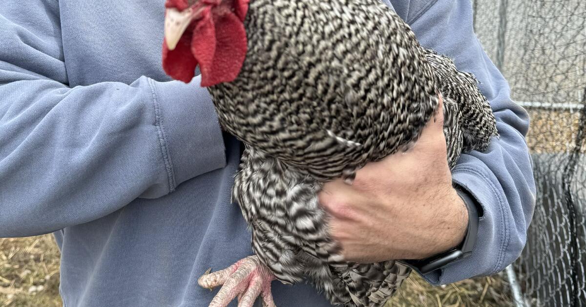 Bard Plymouth Rock Rooster for Free in Maryville, TN | For Sale & Free ...