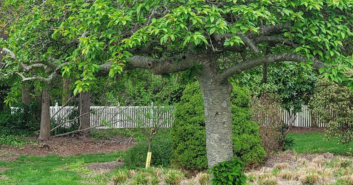 Weeping Cherry Trees, Dwaft for Free in Milton, DE | For Sale & Free ...
