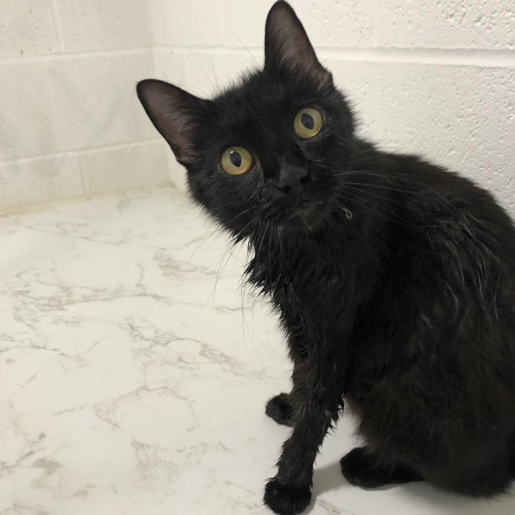 Found Cat with Kittens 1800 Block of Dick Gregory (City of St. Louis ...