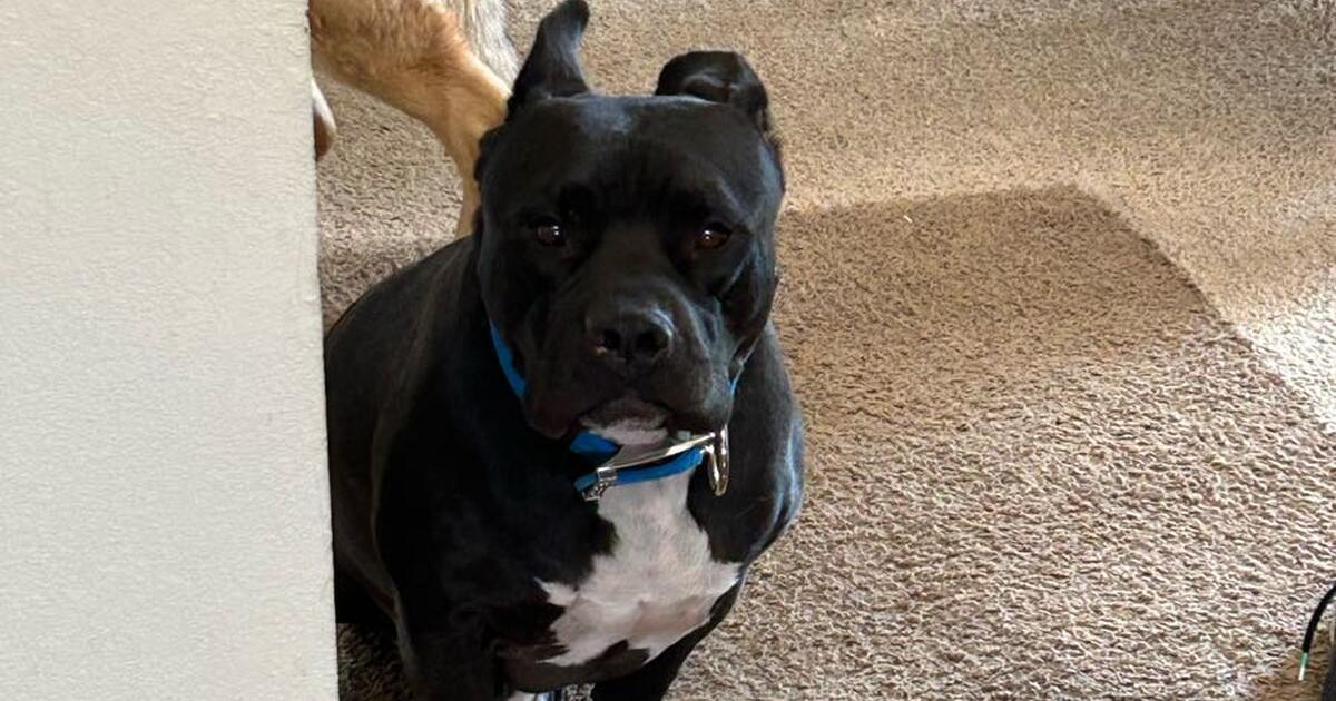 Looking for a home for T. rex for Free in Albuquerque, NM | For Sale ...