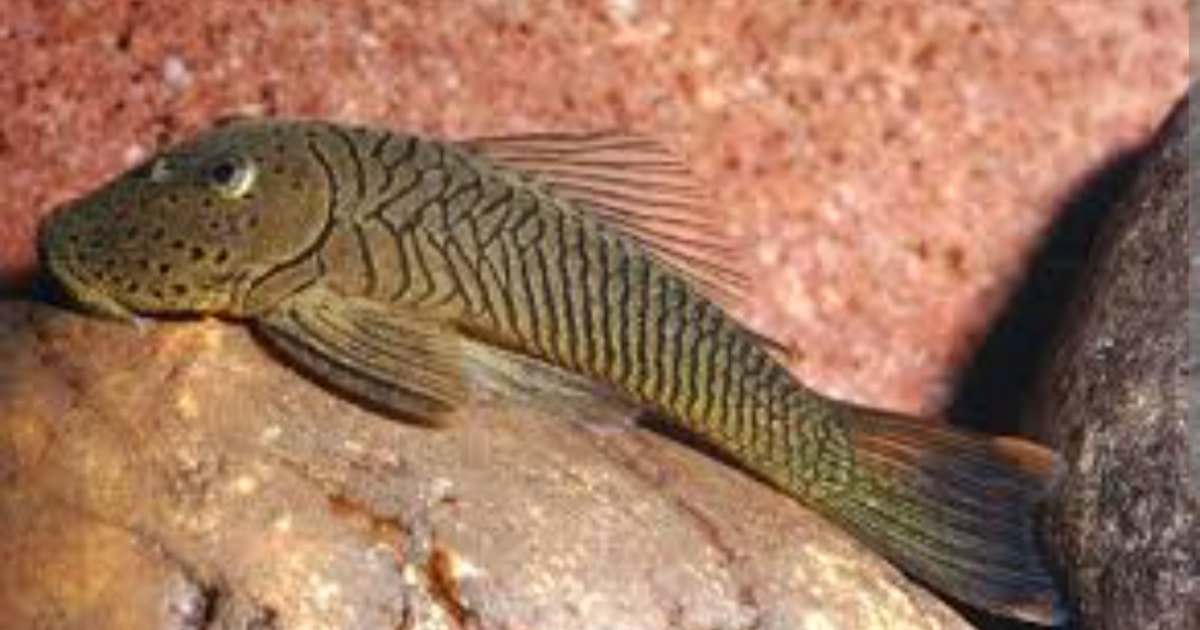 Rubber lipped pleco for Free in Olympia, WA | For Sale & Free — Nextdoor