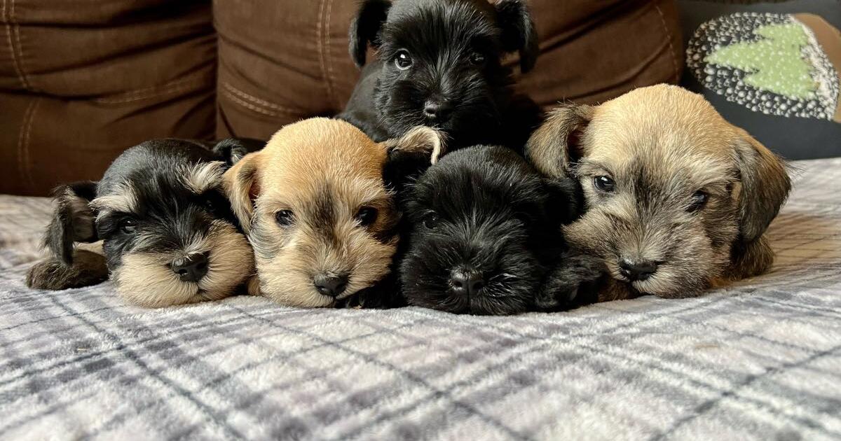 Purebred Miniature Schnauzer Puppies in Yuba City, CA | For Sale & Free ...