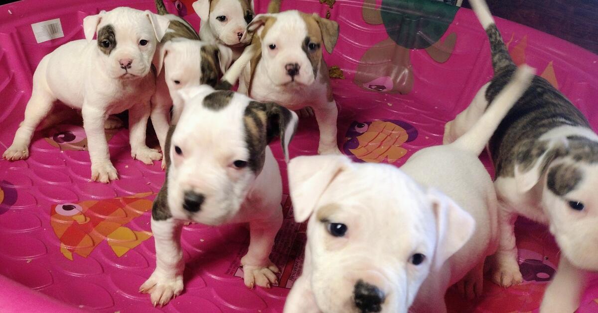 American Bulldog puppies in Cincinnati, OH | Finds — Nextdoor