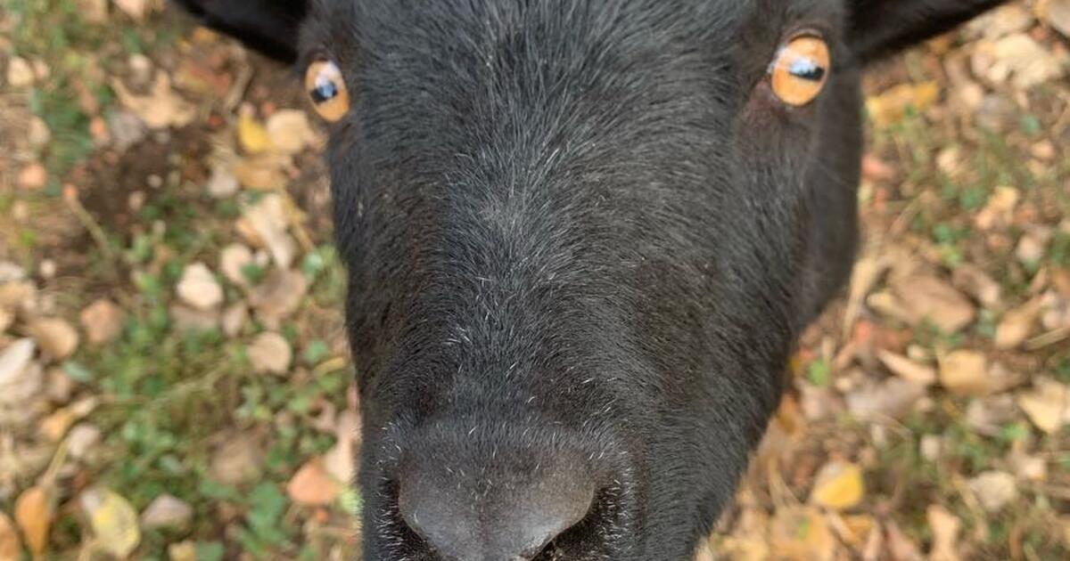 Goats—the natural weed eater for Free in Boulder, CO | For Sale & Free ...