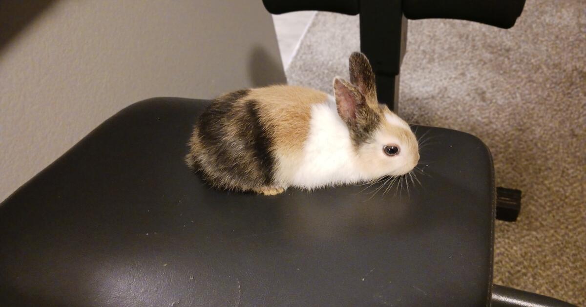 Rehoming baby rabbits for $60 in Overland Park, KS | For Sale & Free ...