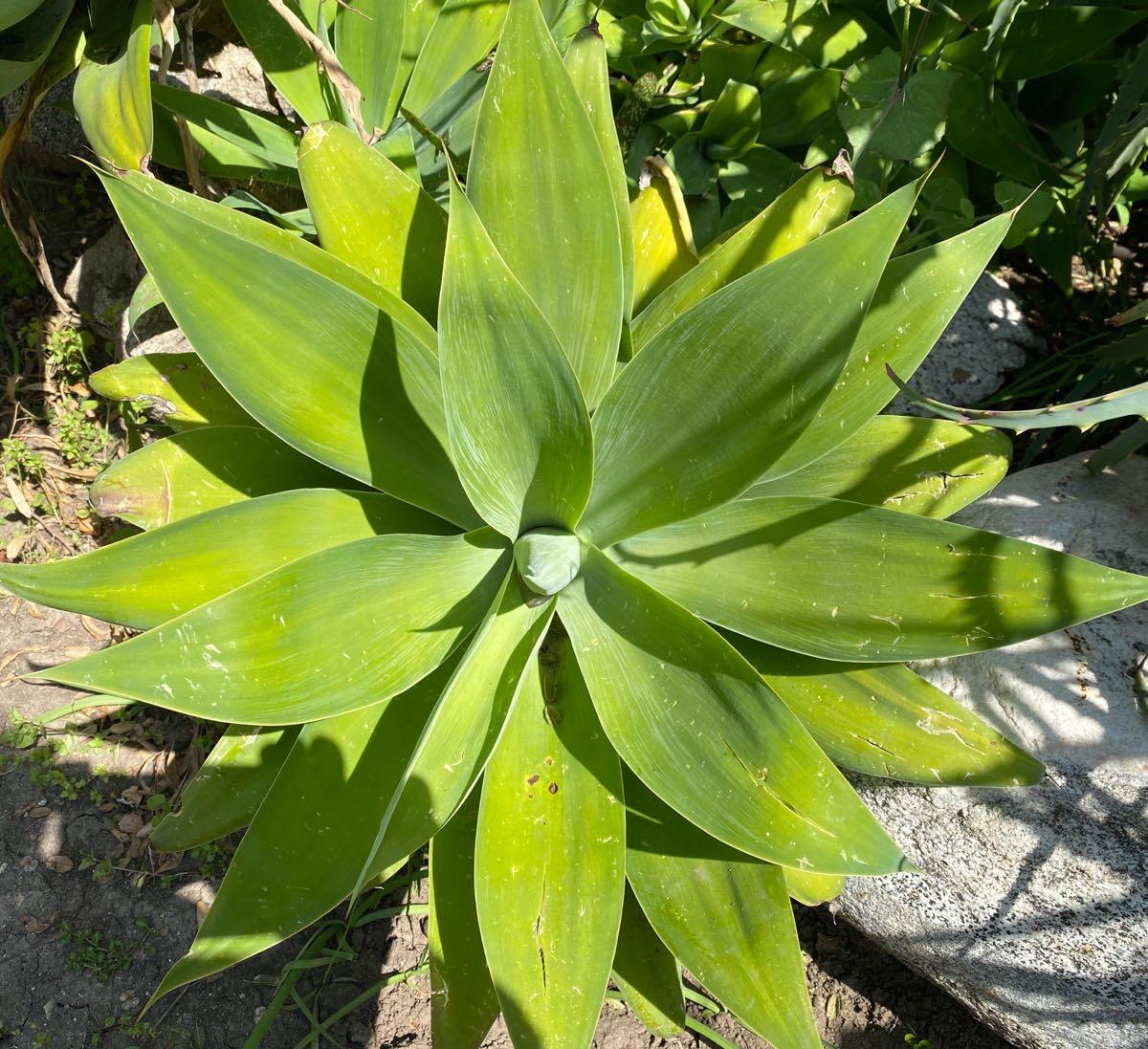 Free Aloe/Agave/Jade plants for Free in South Pasadena, CA | For Sale ...