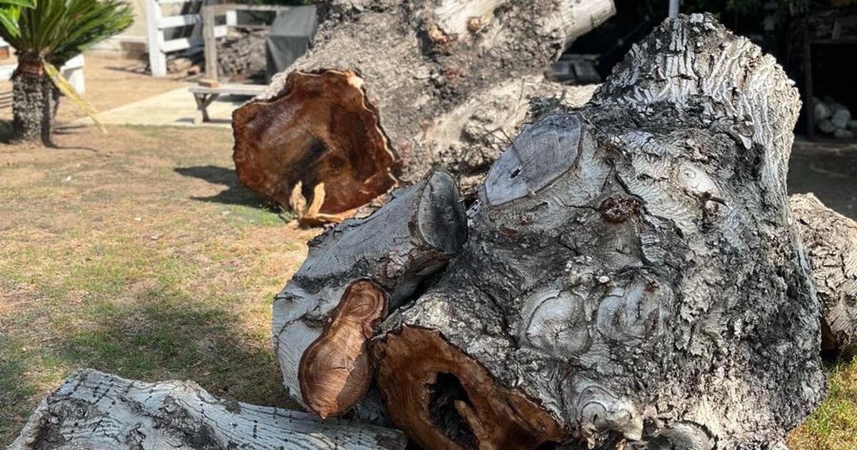 Walnut Tree Burls & logs for Free in Rancho Cucamonga, CA | For Sale ...